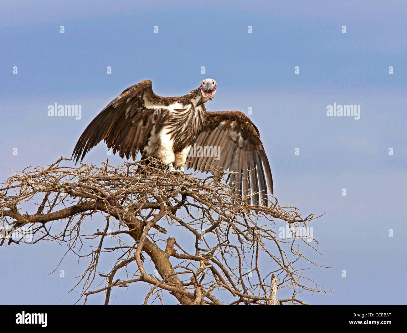 Vulture In Tree High Resolution Stock Photography and Images - Alamy