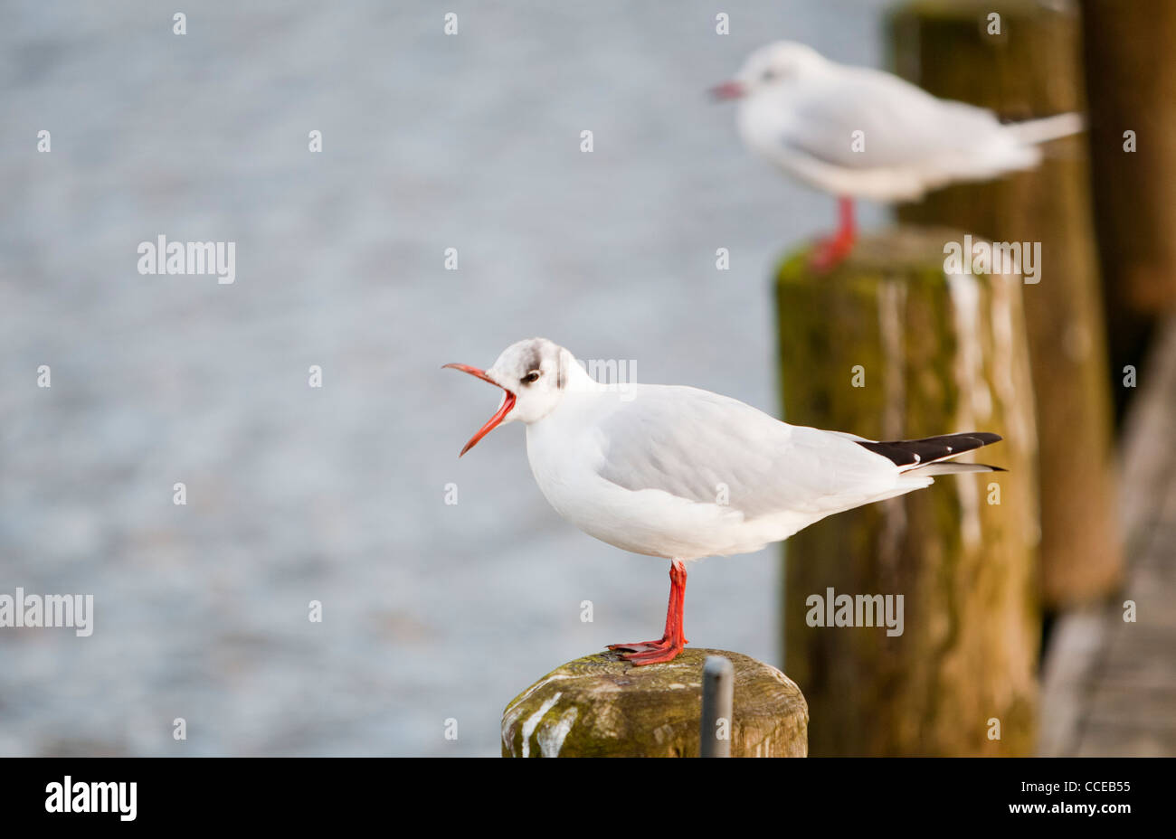 A Black Headed Gull calling on a jetty on Coniston Water at dusk, Lake ...