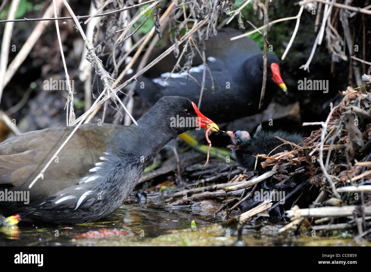 Juvenile Moorhen Uk High Resolution Stock Photography and Images - Alamy