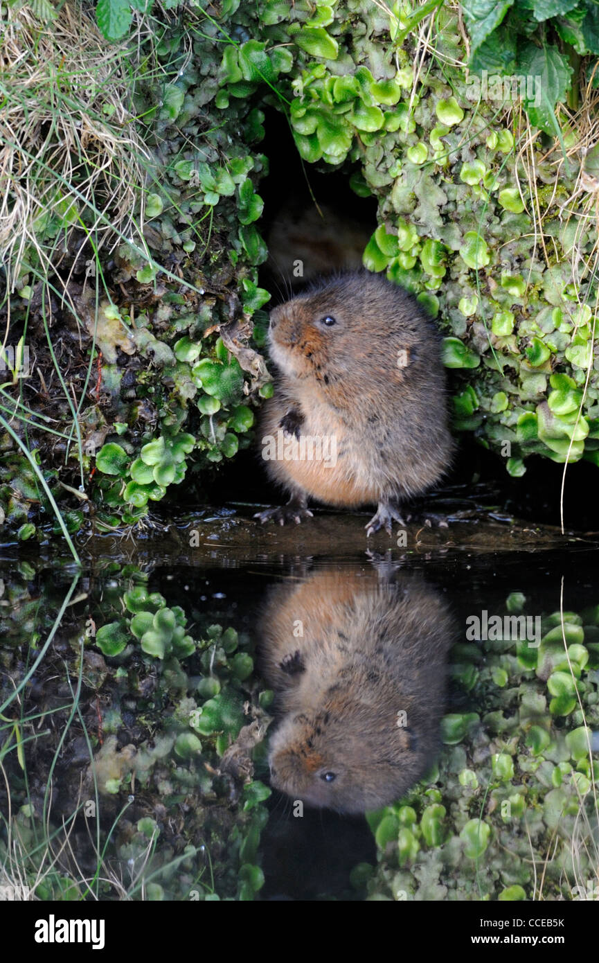 Water vole (Arvicola amphibius Stock Photo - Alamy