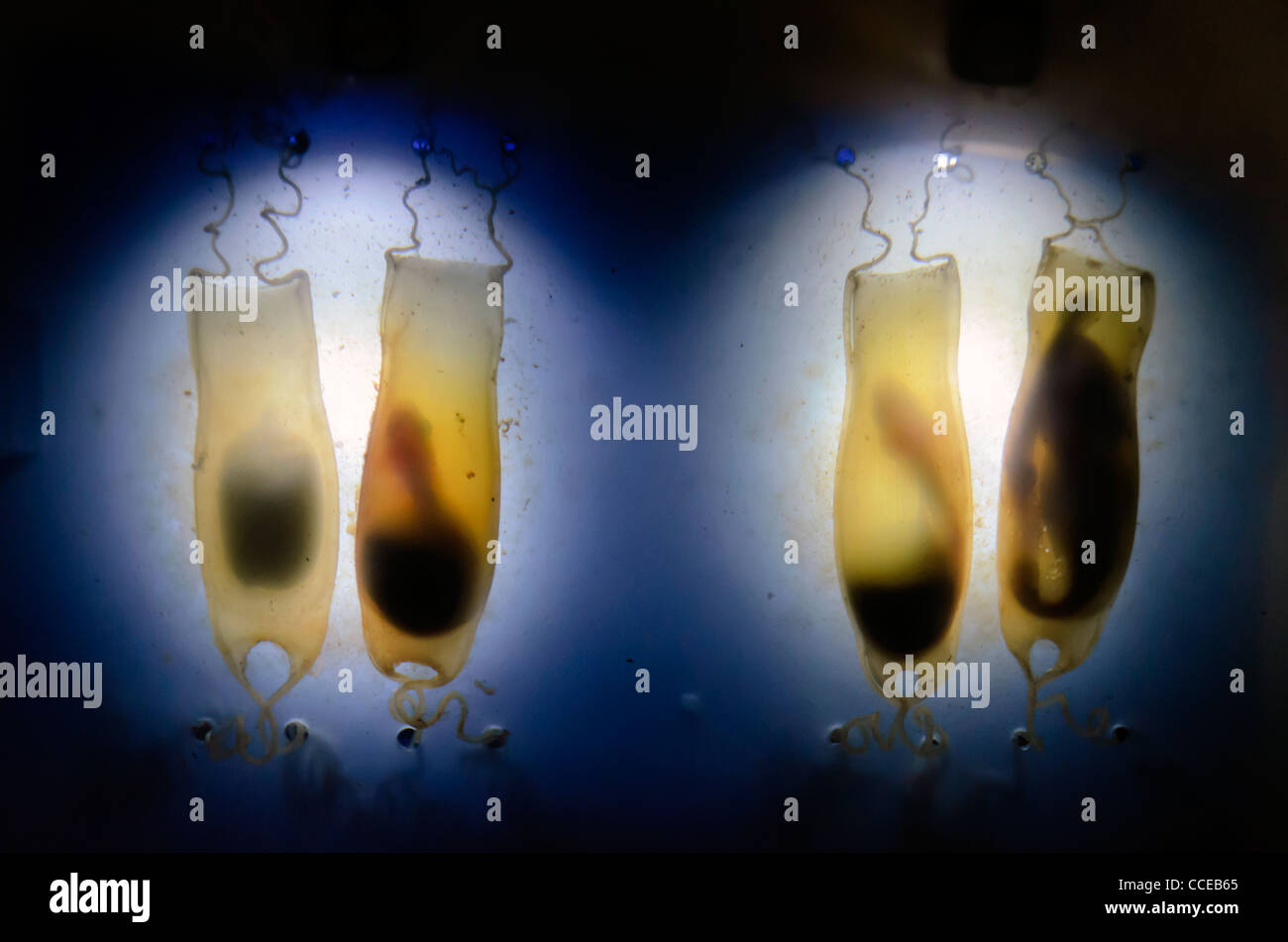 Dogfish Embryos in the Sea Life London Aquarium Stock Photo - Alamy