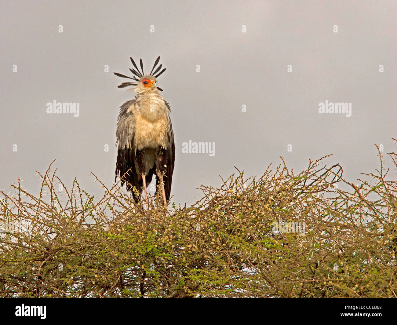 Secretary bird perched in tree top Stock Photo - Alamy
