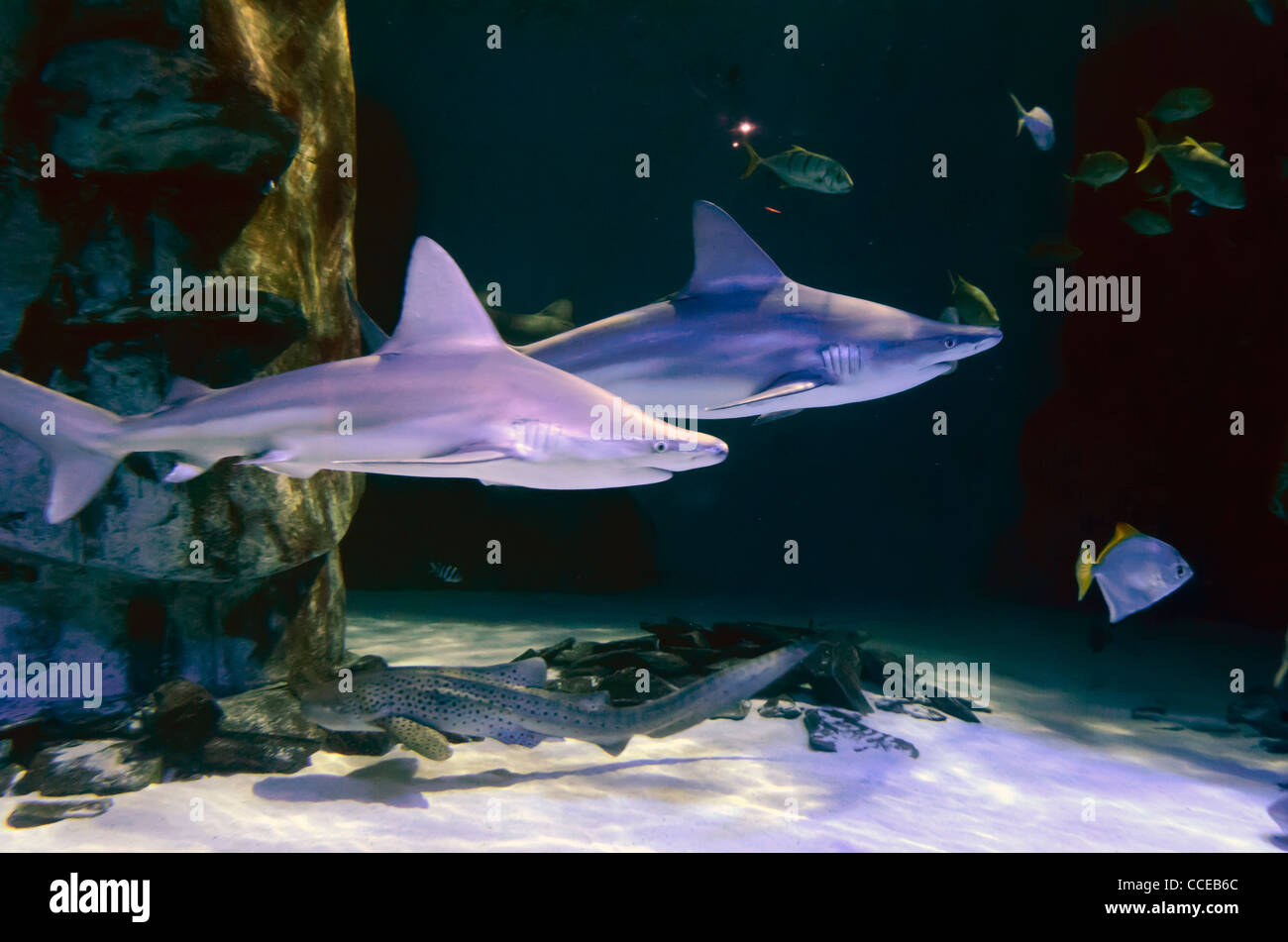 Sharks at the Sea Life London Aquarium Stock Photo - Alamy
