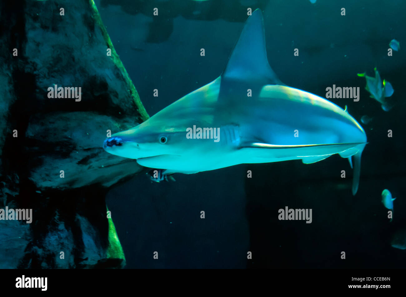 Shark at the Sea Life London Aquarium Stock Photo - Alamy