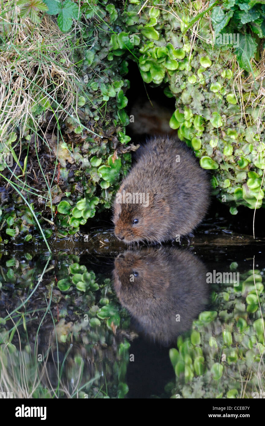 Water vole (Arvicola amphibius Stock Photo - Alamy