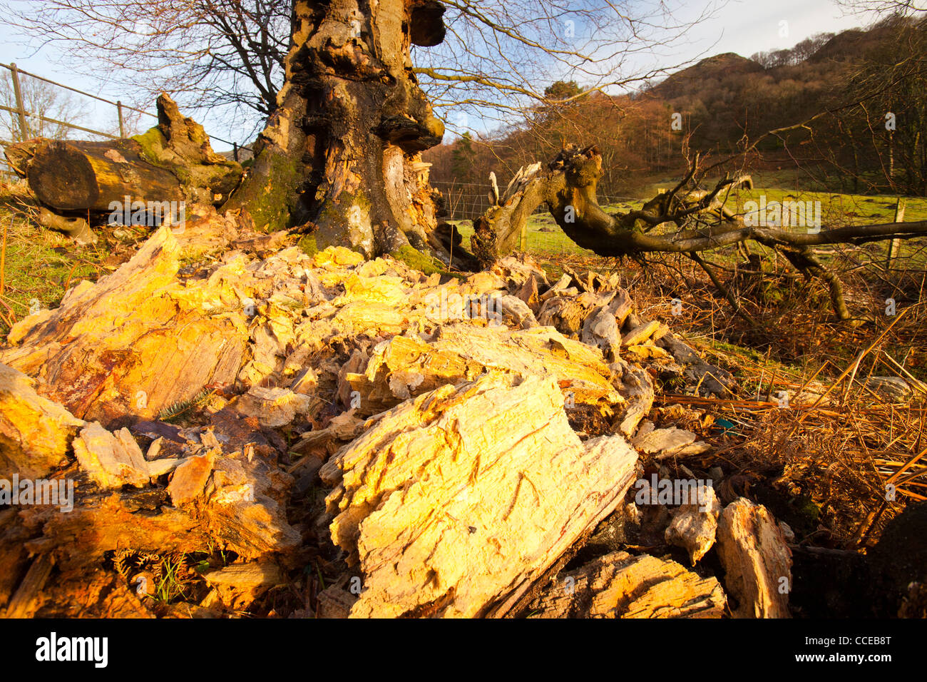 A rotten Beech tree stump, blown over in high winds Stock Photo - Alamy