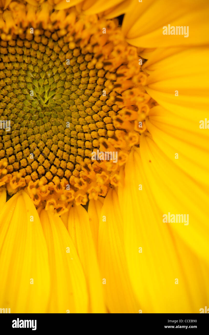 Detail photo of a Sunflower Stock Photo - Alamy