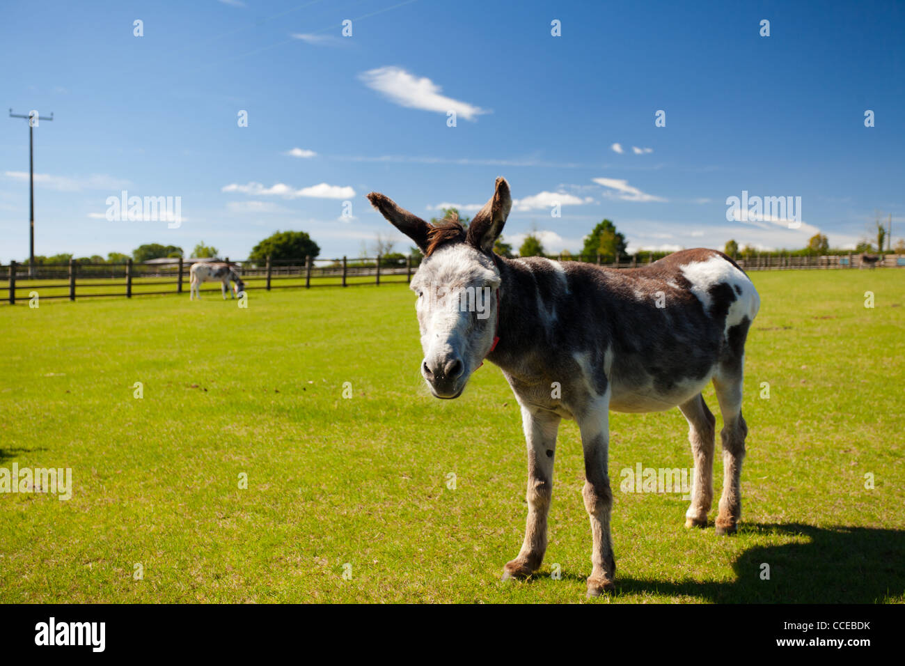 Wide angle photo of a donkey in a field Stock Photo - Alamy