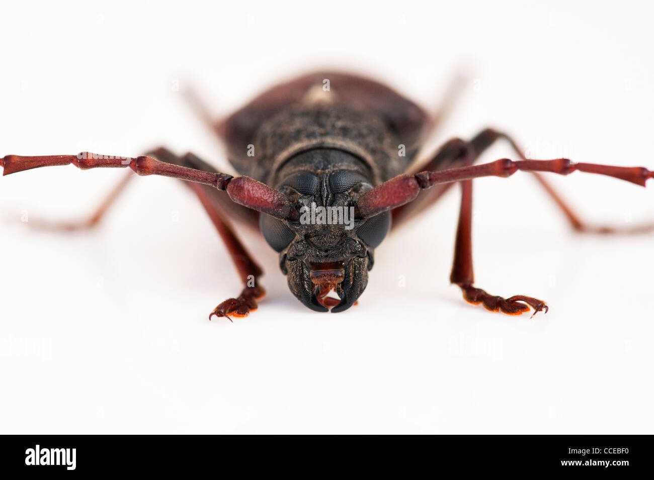 Indian beetle hi-res stock photography and images - Alamy