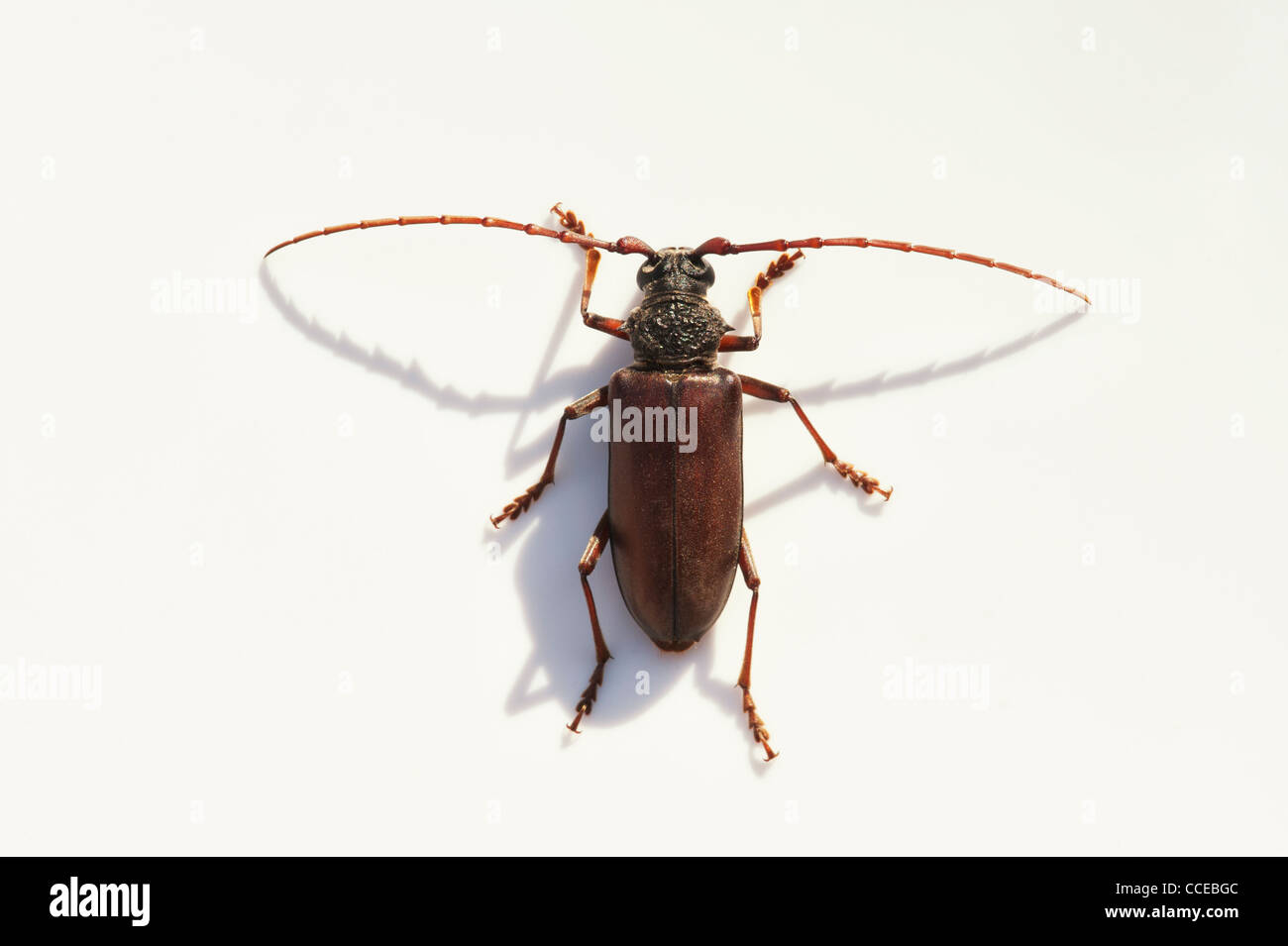 Indian beetle hi-res stock photography and images - Alamy