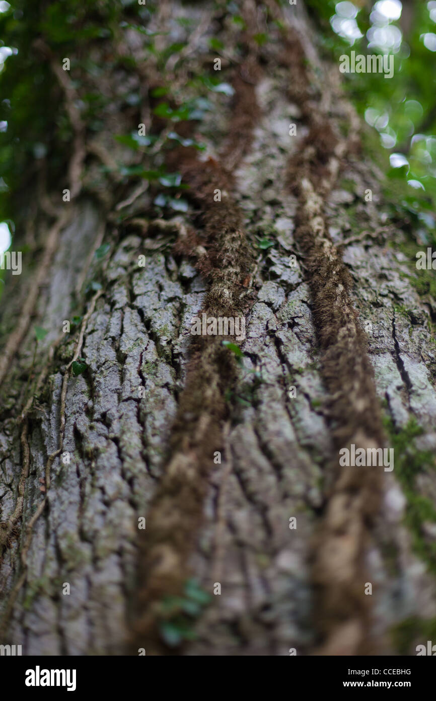 Looking up at ivy roots growing up a tree Stock Photo - Alamy