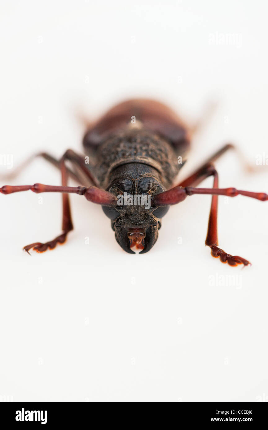 Indian beetle hi-res stock photography and images - Alamy