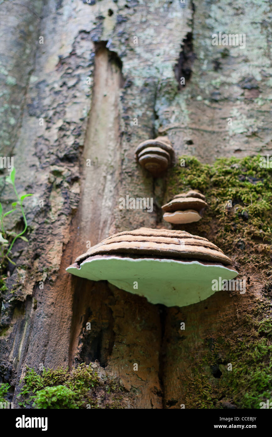 Toadstool tree hi-res stock photography and images - Alamy