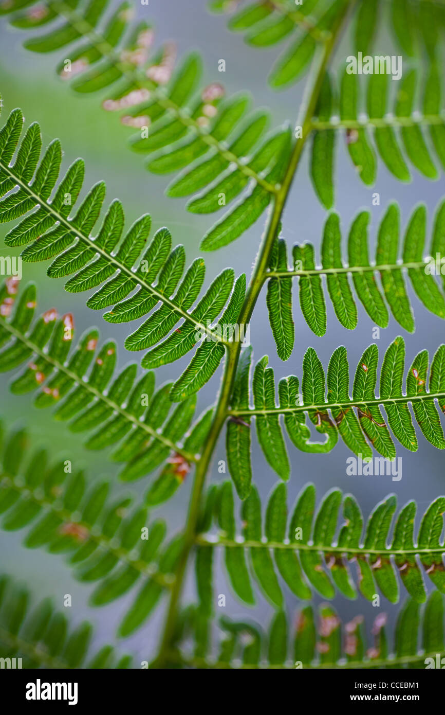 Leaf damage hi-res stock photography and images - Alamy