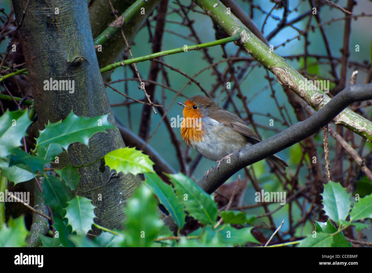 Little Red Robin Holly