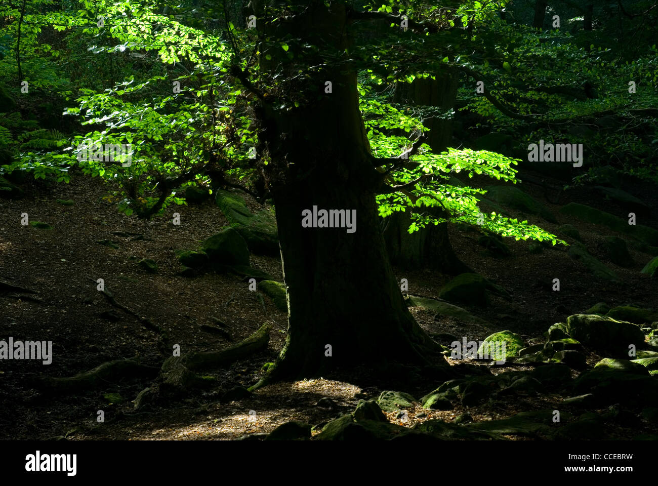 Padley Gorge in the Peak District National Park Stock Photo - Alamy
