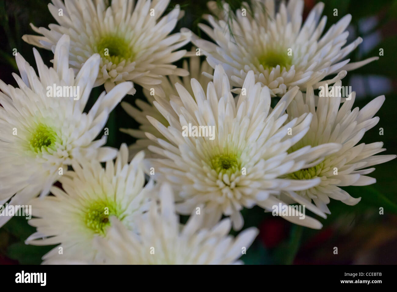 Seven petals hi-res stock photography and images - Alamy