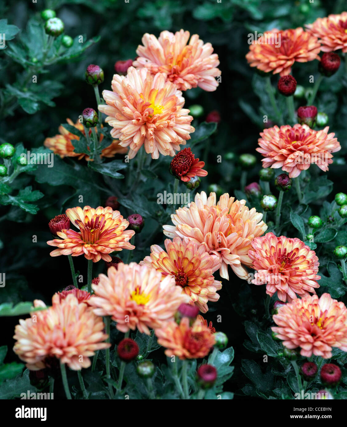 Chrysanthemum bronze elegance amber peach flowers blooms blossoms half ...