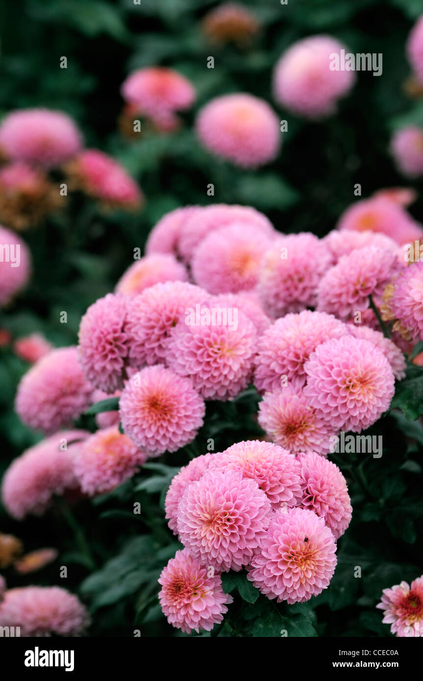 Bronze Chrysanthemum Pom Pom
