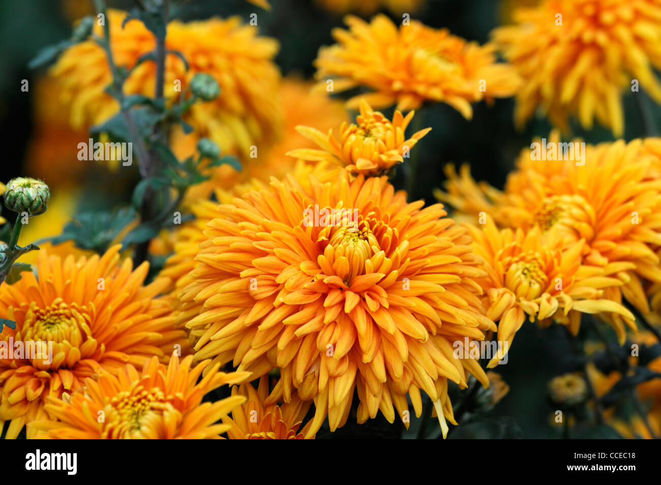 Compound capitulum hi-res stock photography and images - Alamy