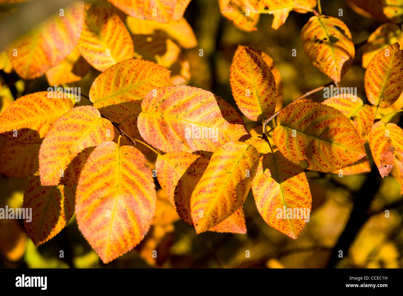 Painted maple hi-res stock photography and images - Alamy