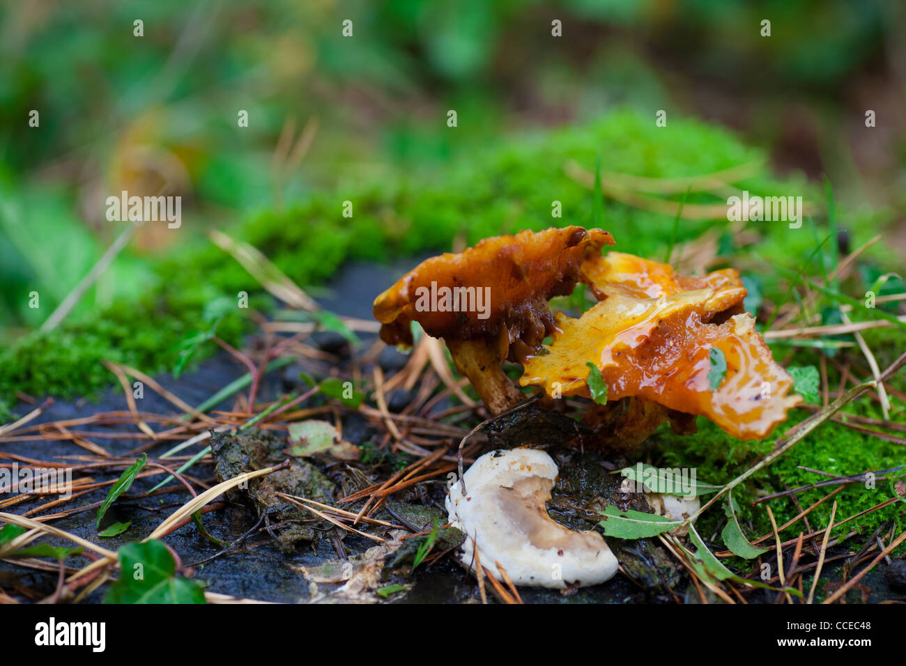 Stinky sticky toadstool on a log in a forest Stock Photo - Alamy