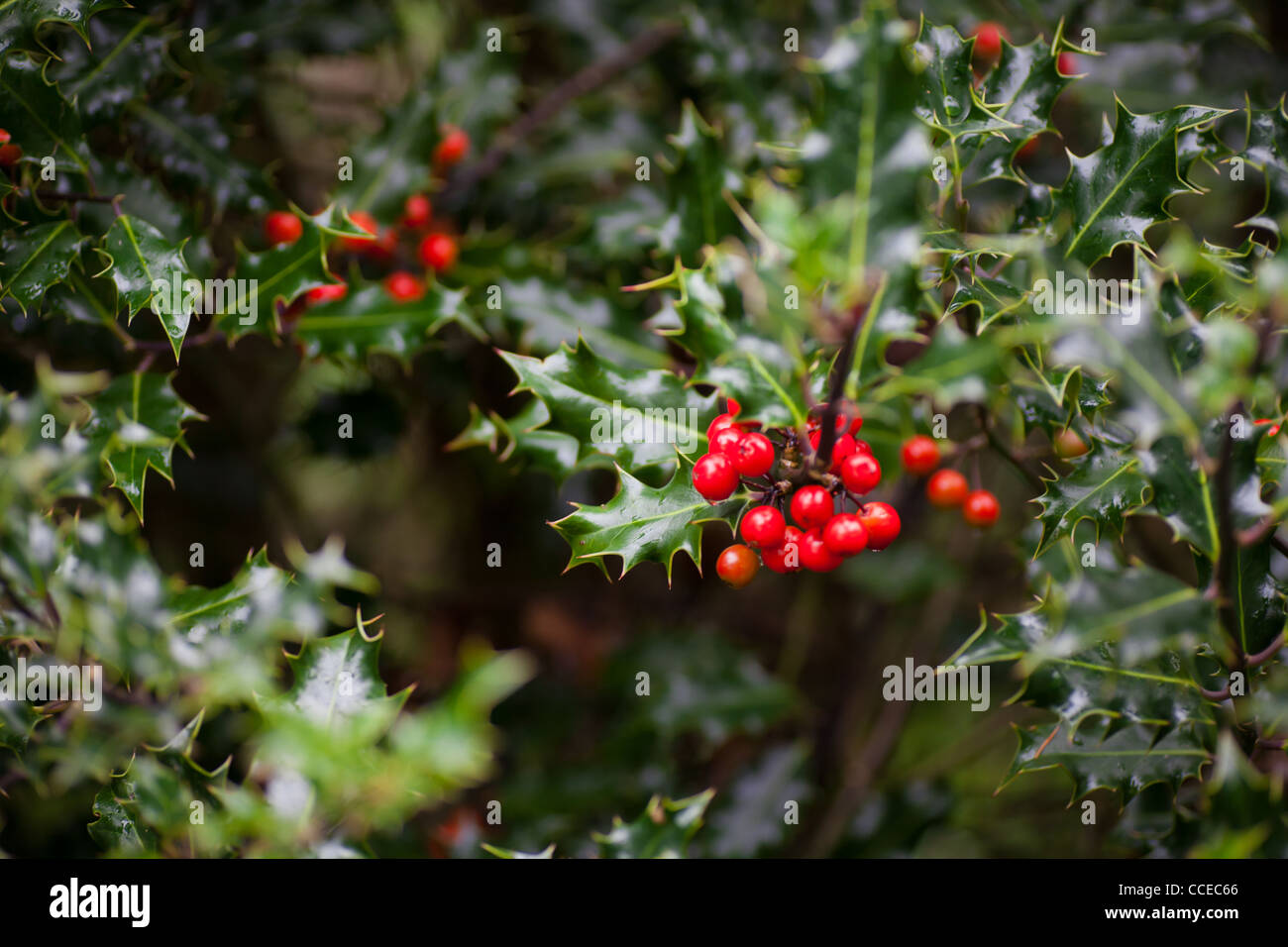 Red berries on a holly tree Stock Photo - Alamy