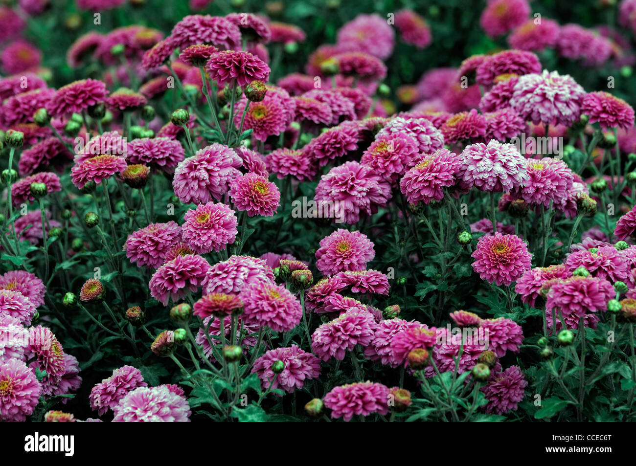 Compound capitulum hi-res stock photography and images - Alamy