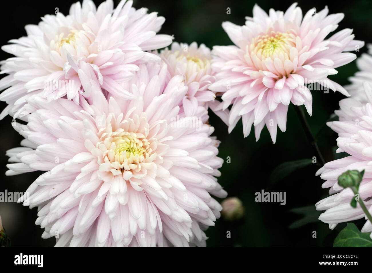 Freda hi-res stock photography and images - Alamy