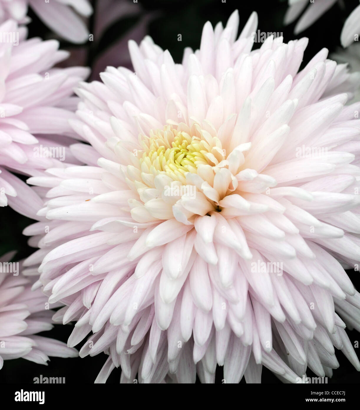 Freda hi-res stock photography and images - Alamy