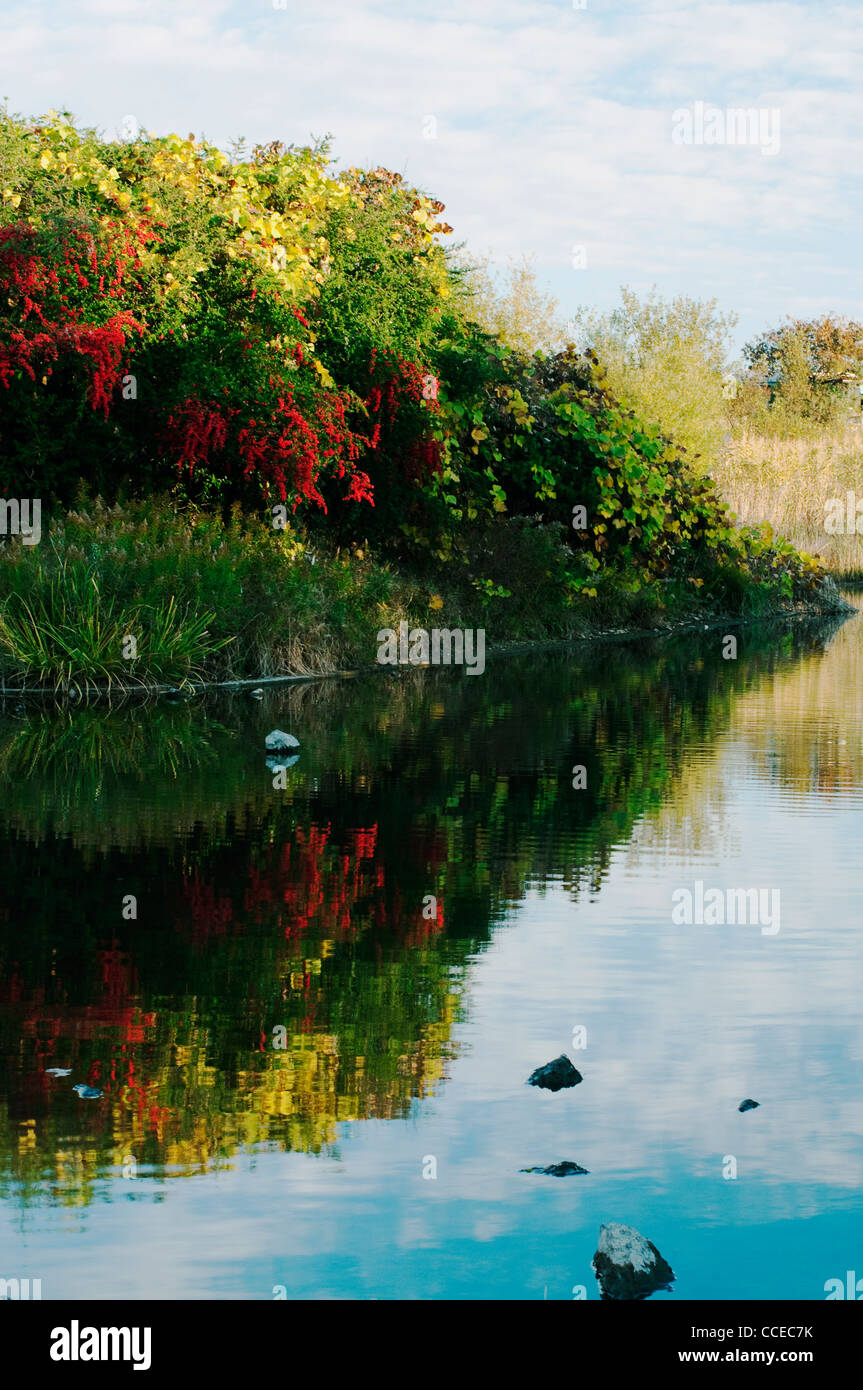 Trees in autumn colors and its reflection in a water Stock Photo - Alamy