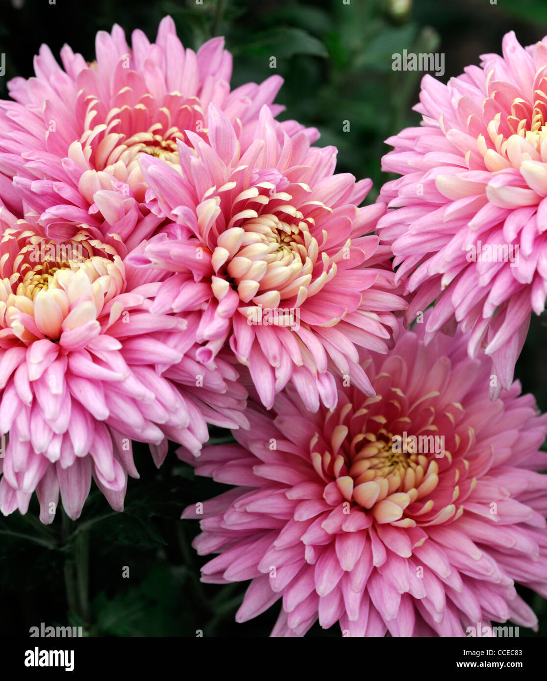 Cross shaped flowers hi-res stock photography and images - Alamy