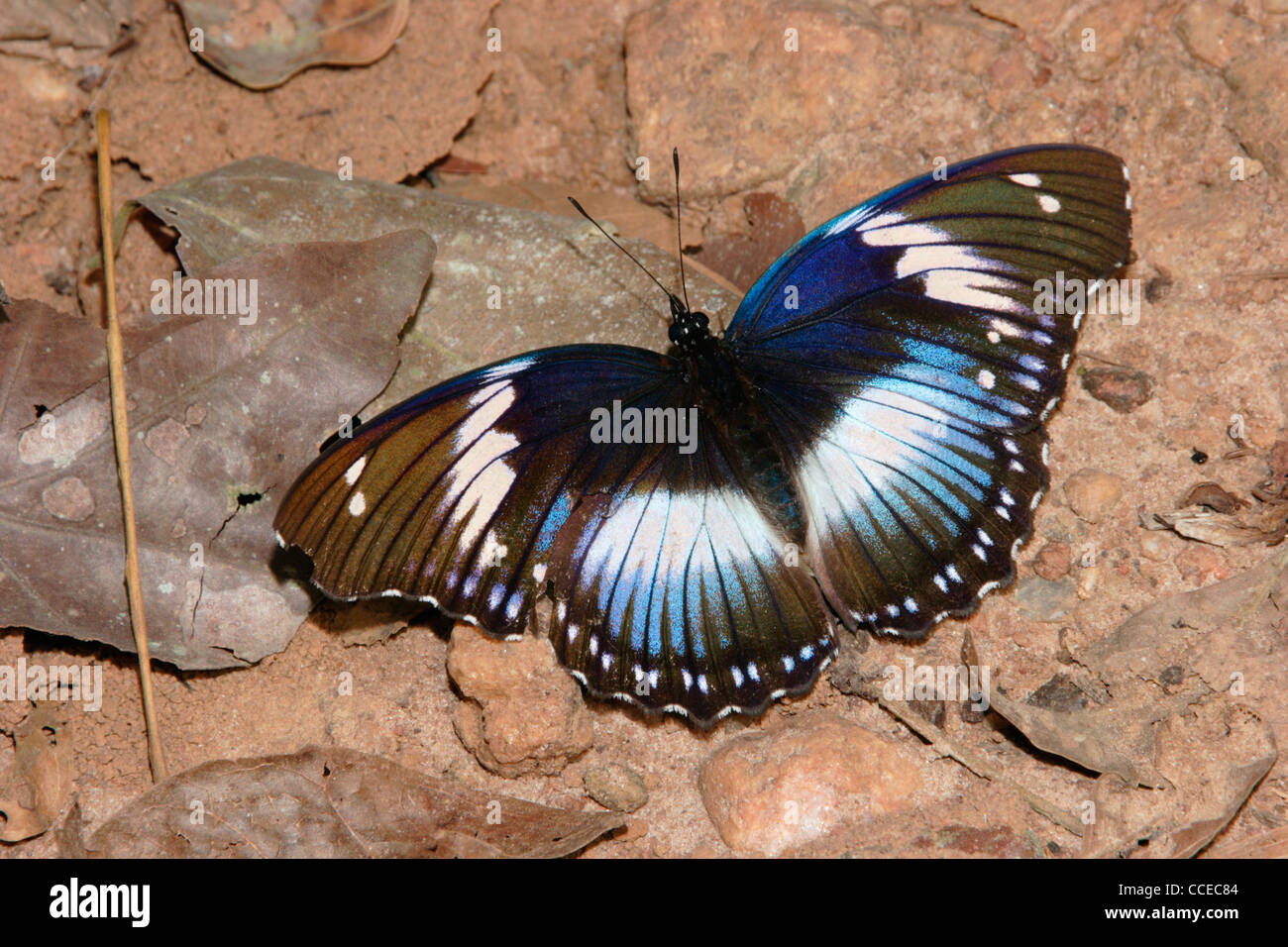 Blue diadem butterfly (Hypolimnas salmacis: Nymphalidae) female ...