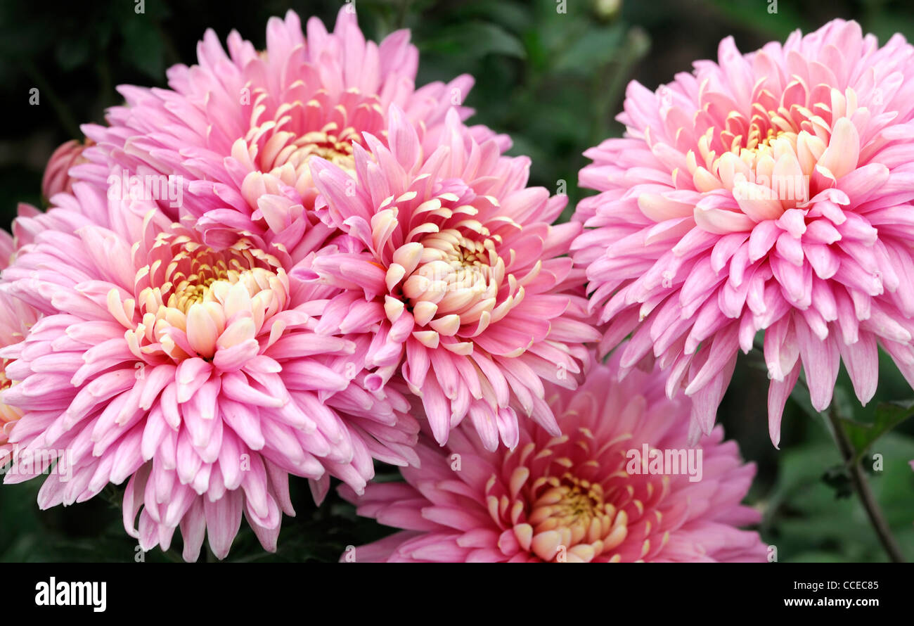 Cross shaped flowers hi-res stock photography and images - Alamy