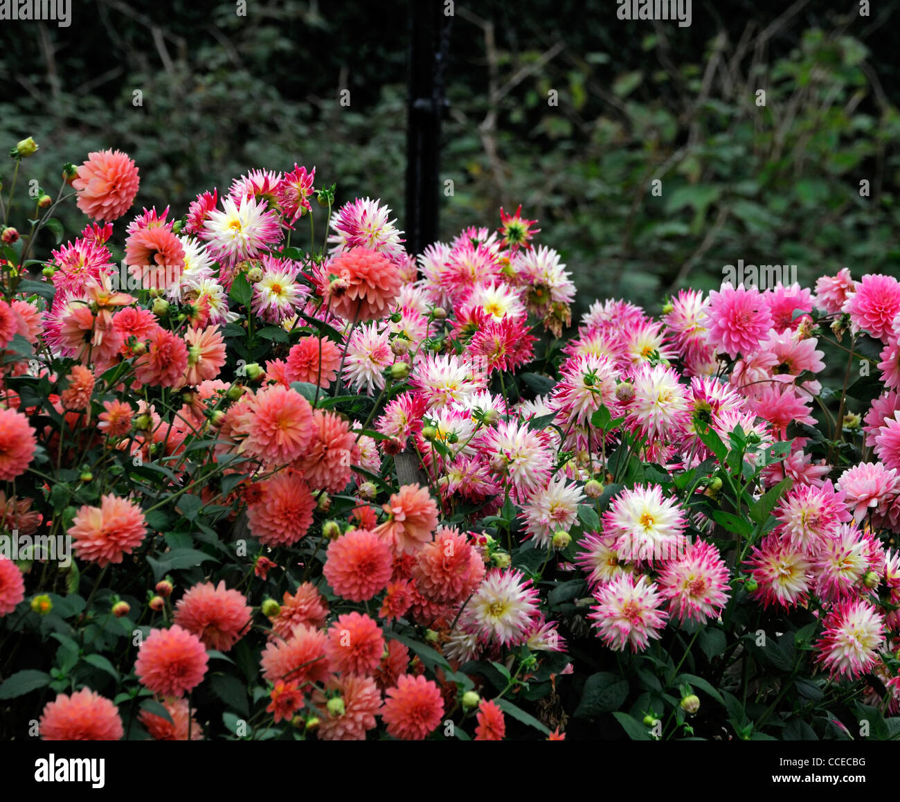 Dahlia border hi-res stock photography and images - Alamy