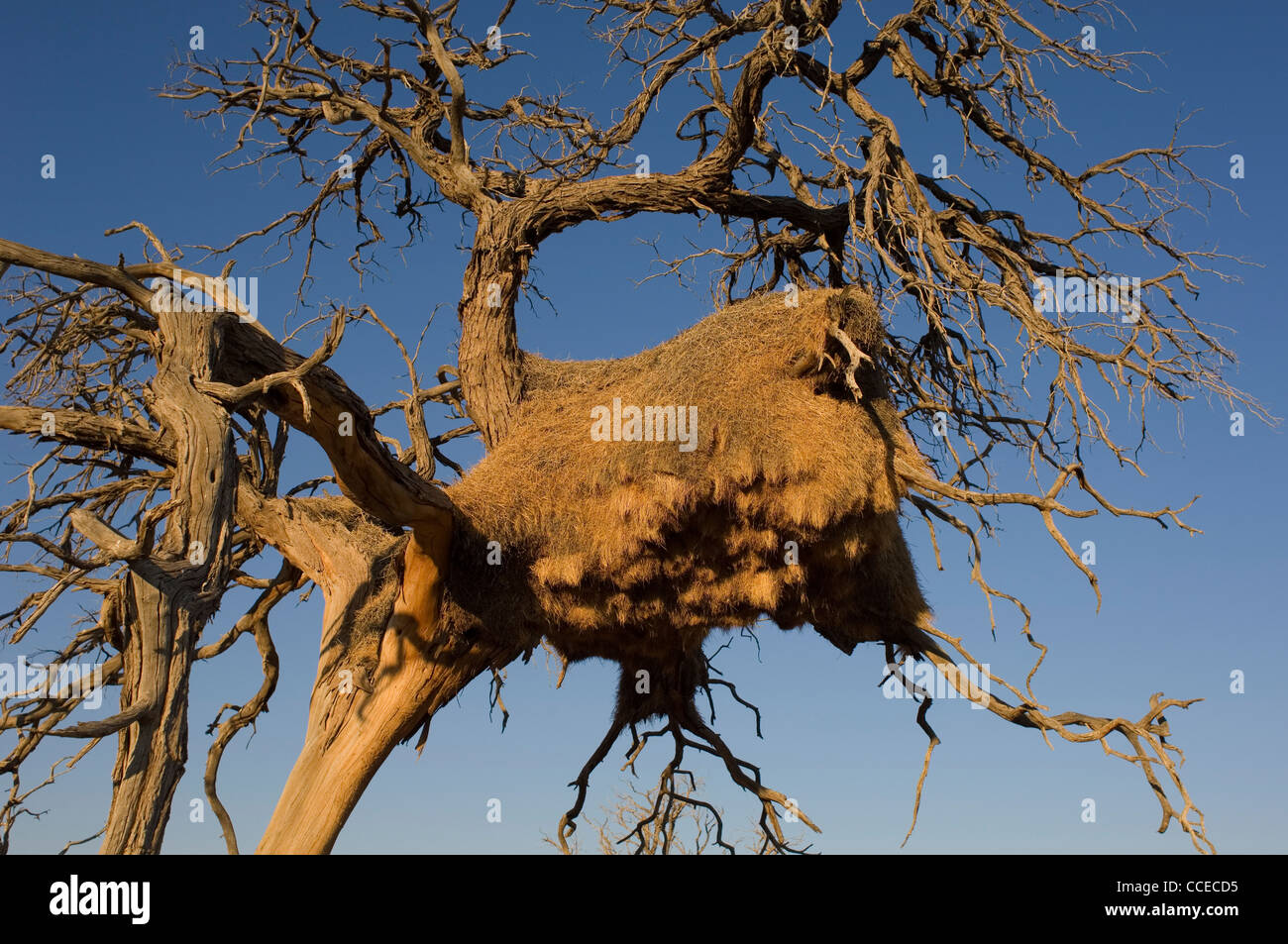 Sociable weaver birds have taken advantage of a dead camel-thorn tree ...
