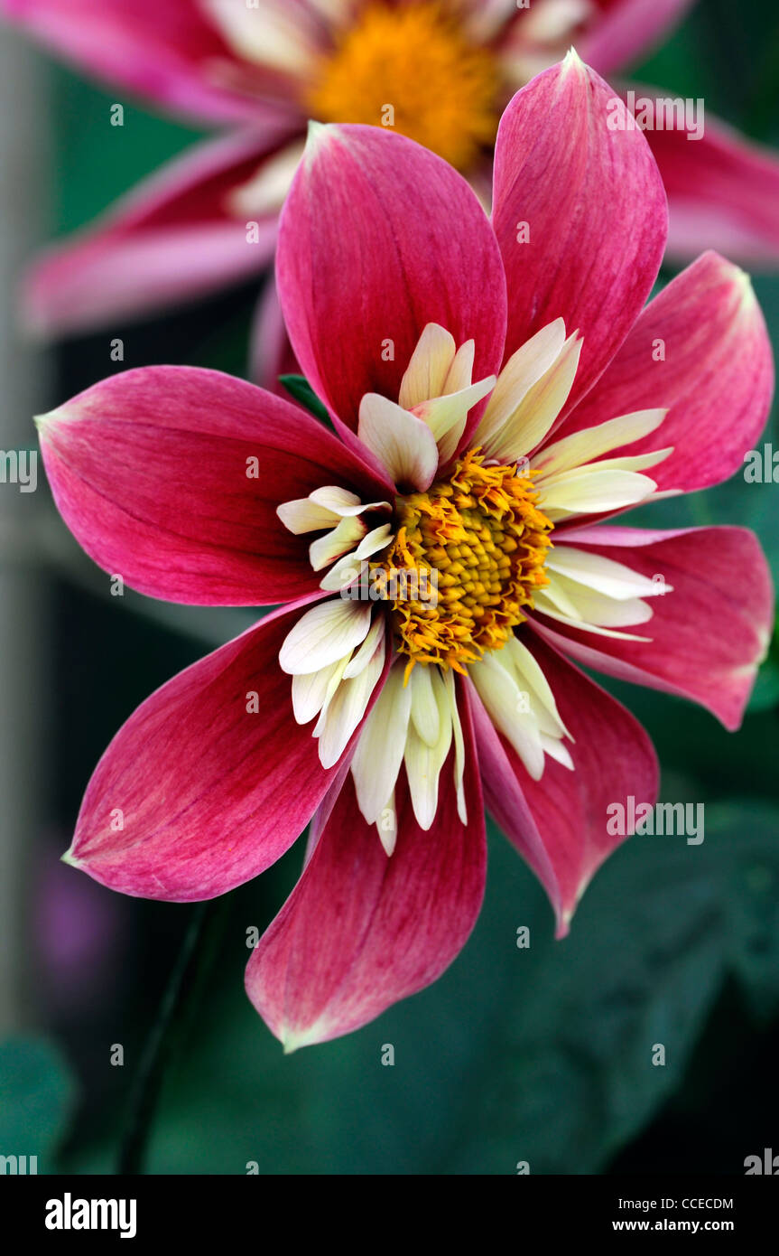 Dahlia bulbs hi-res stock photography and images - Alamy