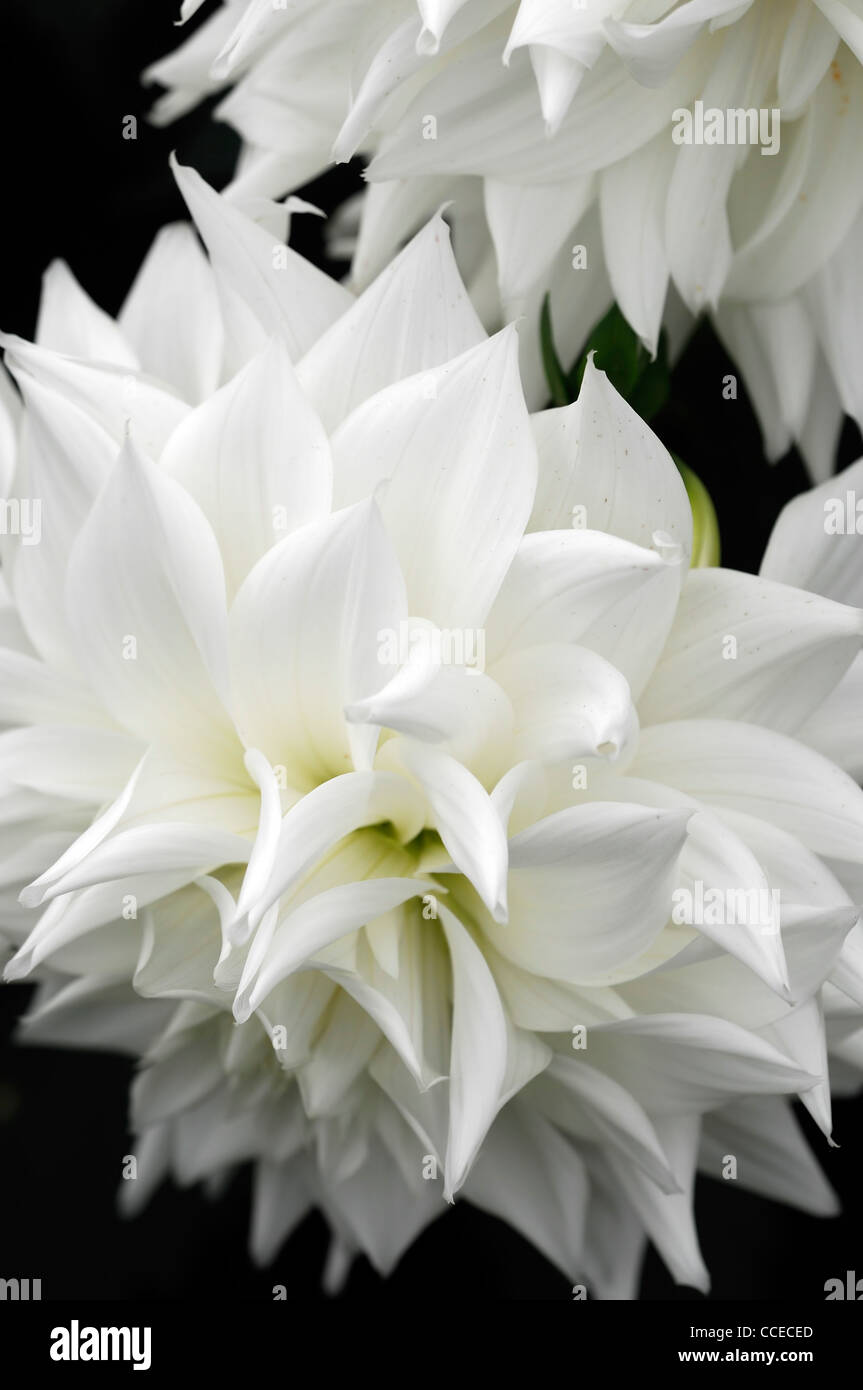 Dahlia evelyn foster white flower bloom blossom closeup plant portraits ...
