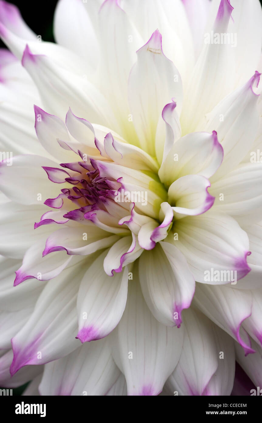 Dahlia ferncliff illusion purple white bicolor flower bloom blossom ...