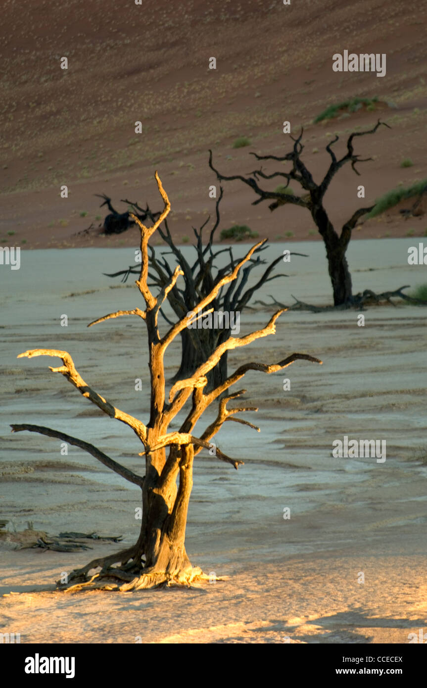 A camelthorn tree at Dead Vlei, Namibia, catches the last rays of the ...