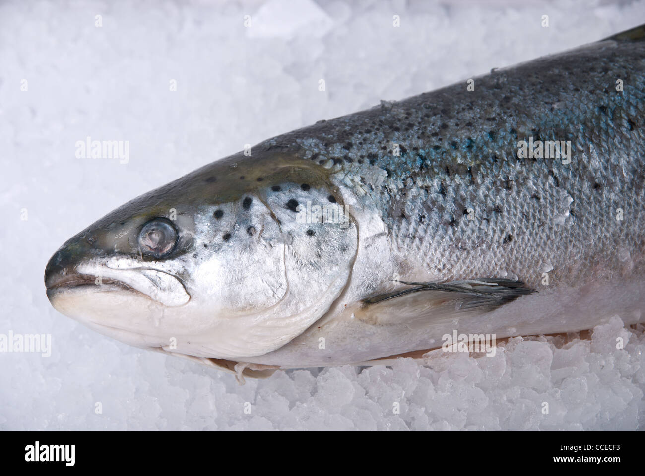 coolled fresh bright trout fish on ice background Stock Photo - Alamy