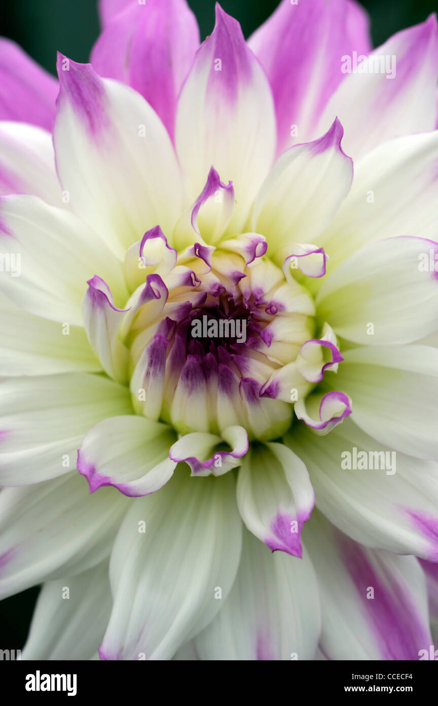 Dahlia ferncliff illusion purple white bicolor flower bloom blossom ...