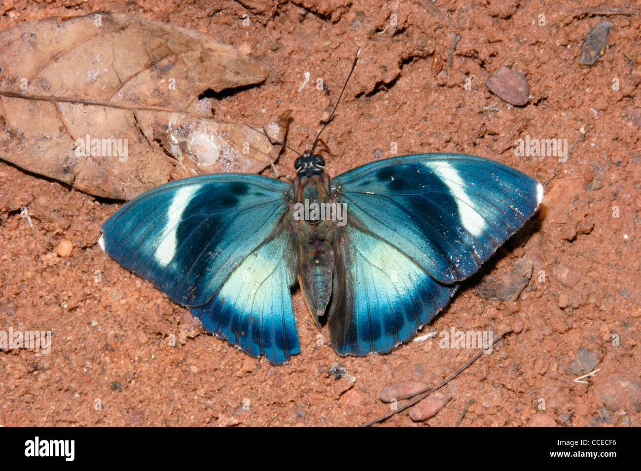 Forester Butterfly (Euphaedra inanum : Nymphalidae), male puddling in ...