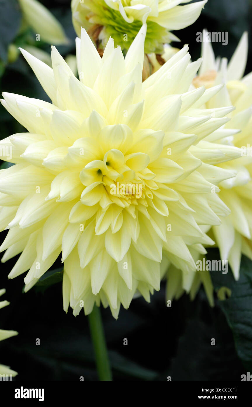 Amy Bloom High Resolution Stock Photography and Images - Alamy