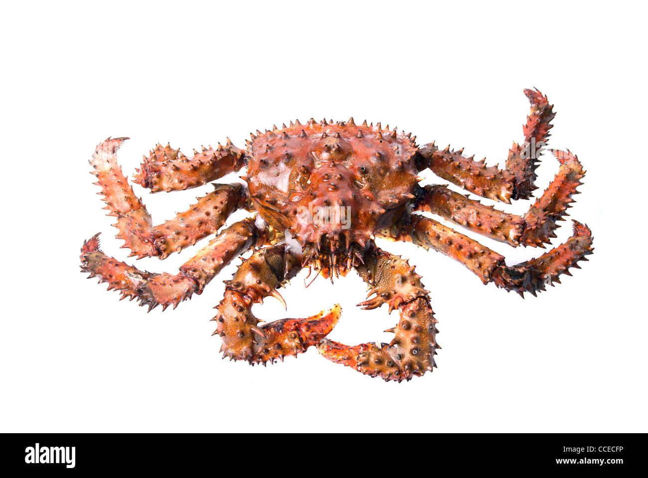 King crab isolated on a white background Stock Photo - Alamy