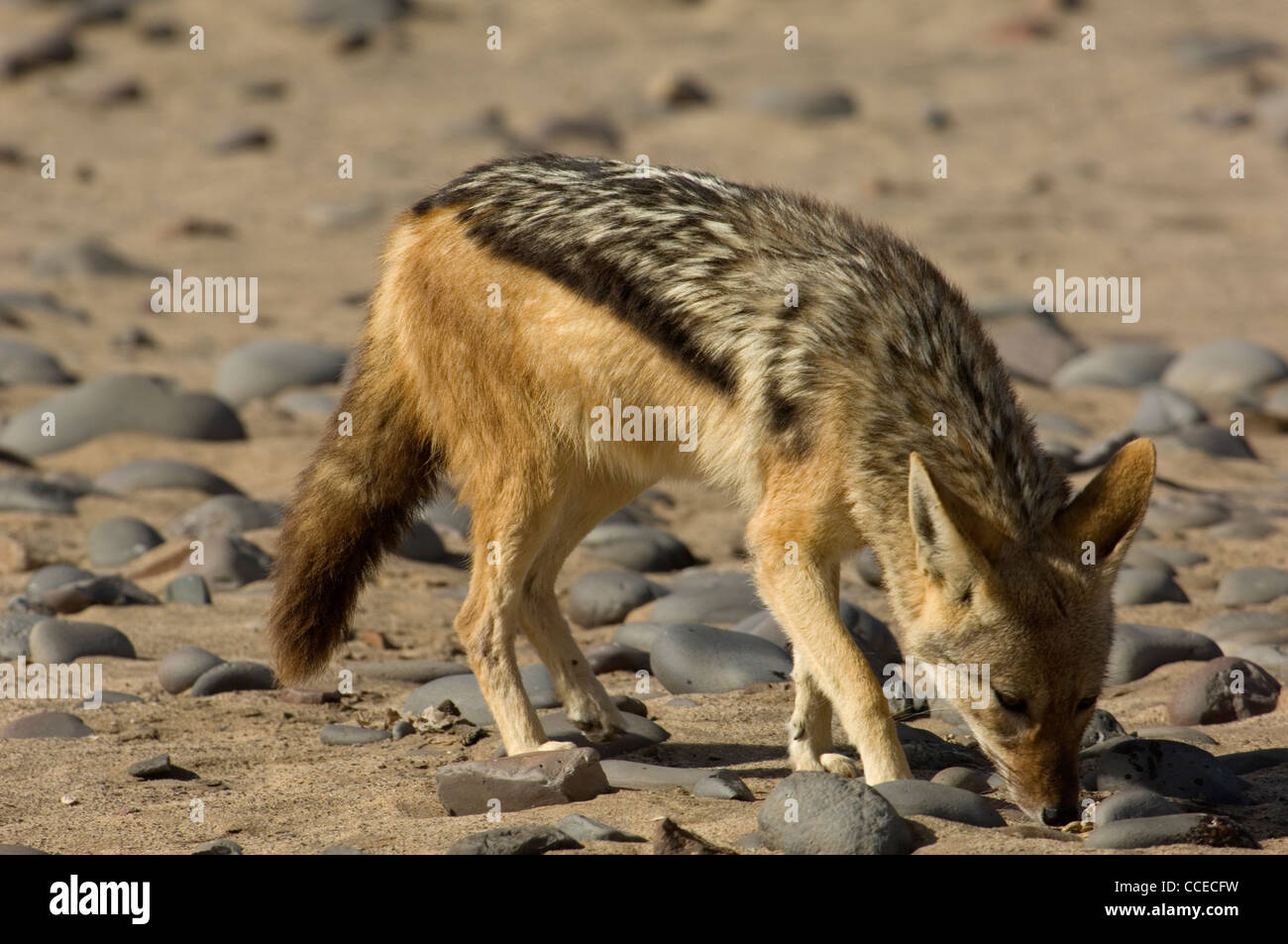 A black-backed jackal scavenges on the stony beach near Terrace Bay ...