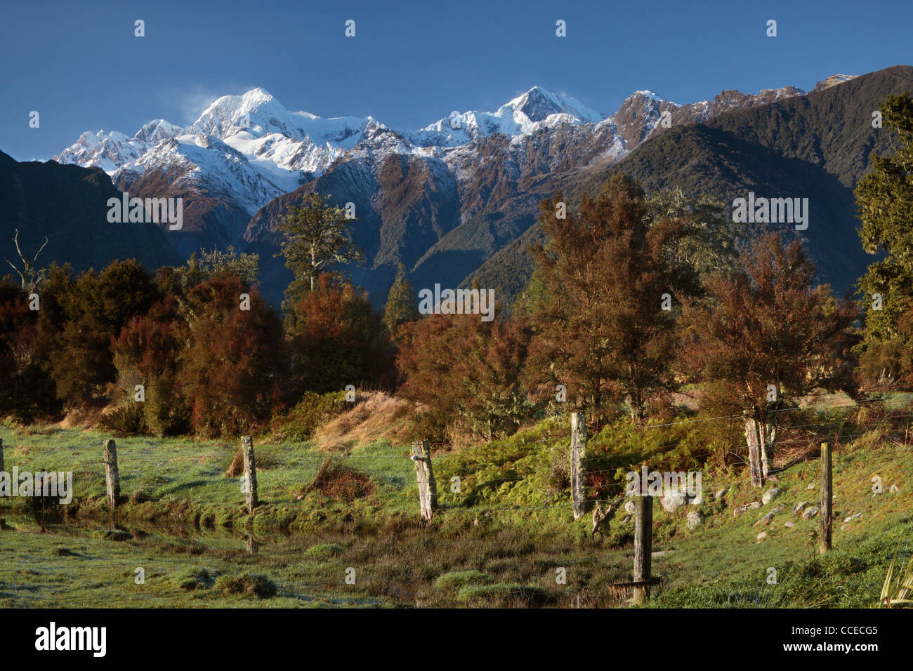 View of Mt Cook (Aoraki) and Mt Tasman as seen from near Lake Matheson ...