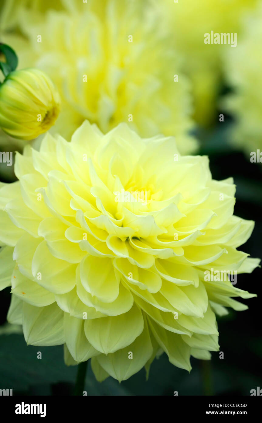 Dahlia mascot maya yellow flower bloom blossom closeup plant portraits ...