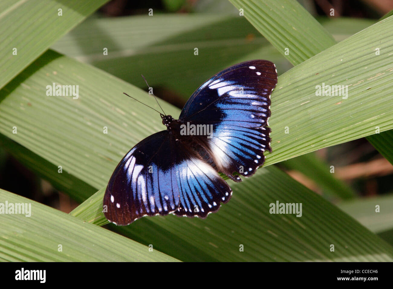 Blue diadem butterfly (Hypolimnas salmacis : Nymphalidae) male basking ...