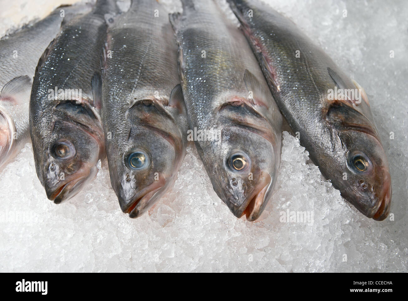 coolled fresh bright fish on ice background Stock Photo - Alamy